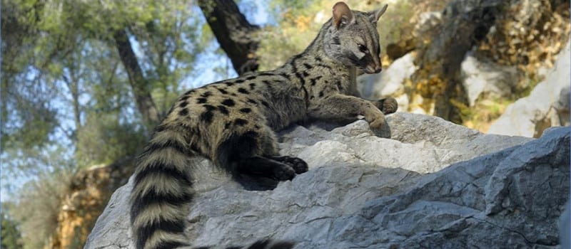 La genette détrônée