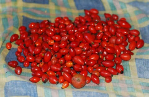 Le cynorrhodon, fruit star de l'hiver